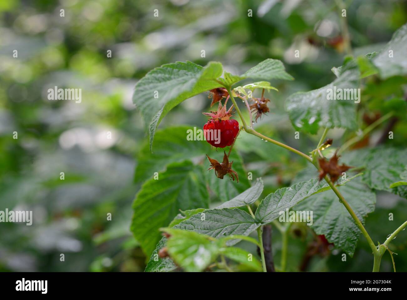 branch of raspberries in a garden. Macro photo Stock Photo - Alamy