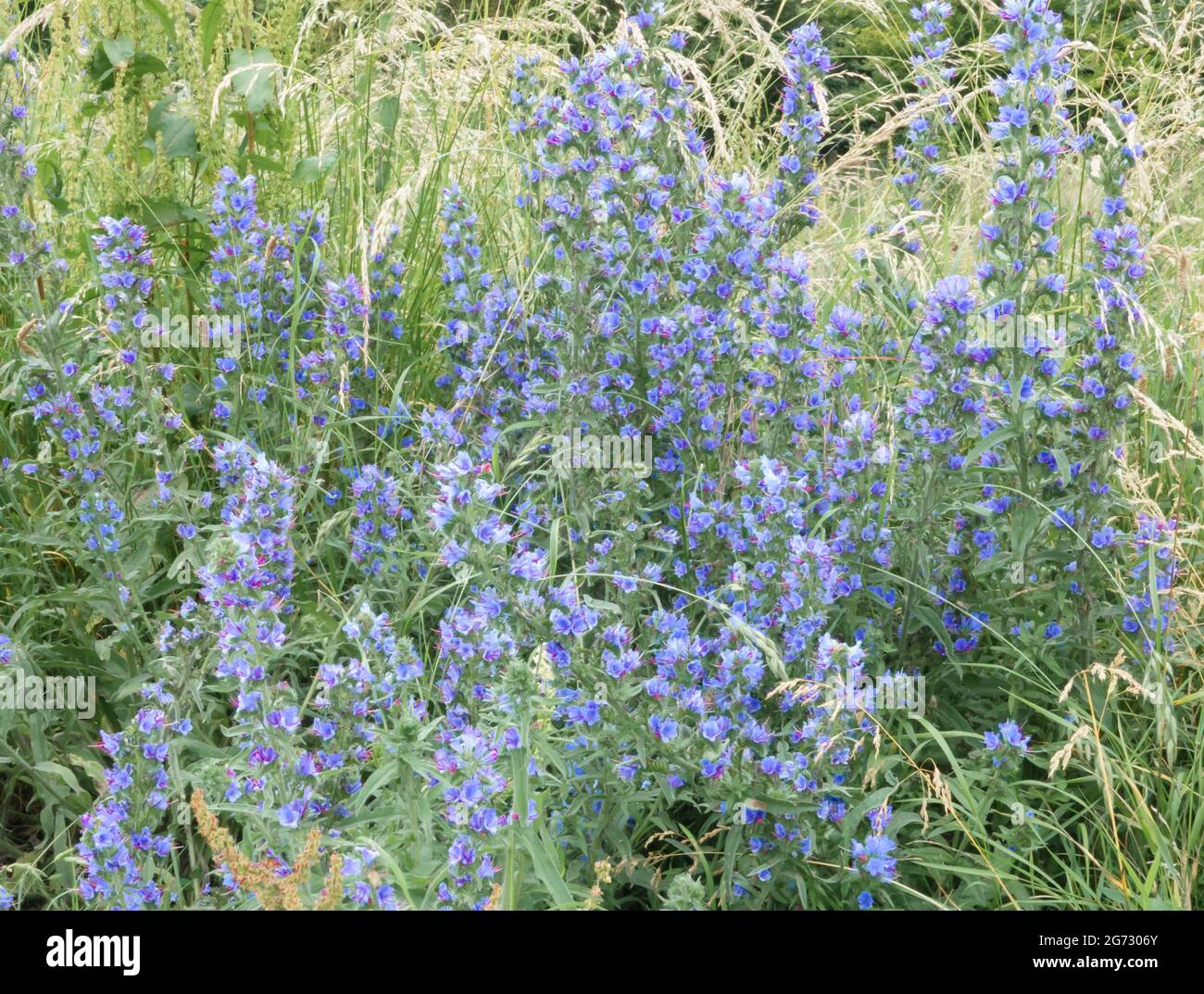 Vibrant blue Viper's-bugloss (Echium vulgare) also known as blueweed ...