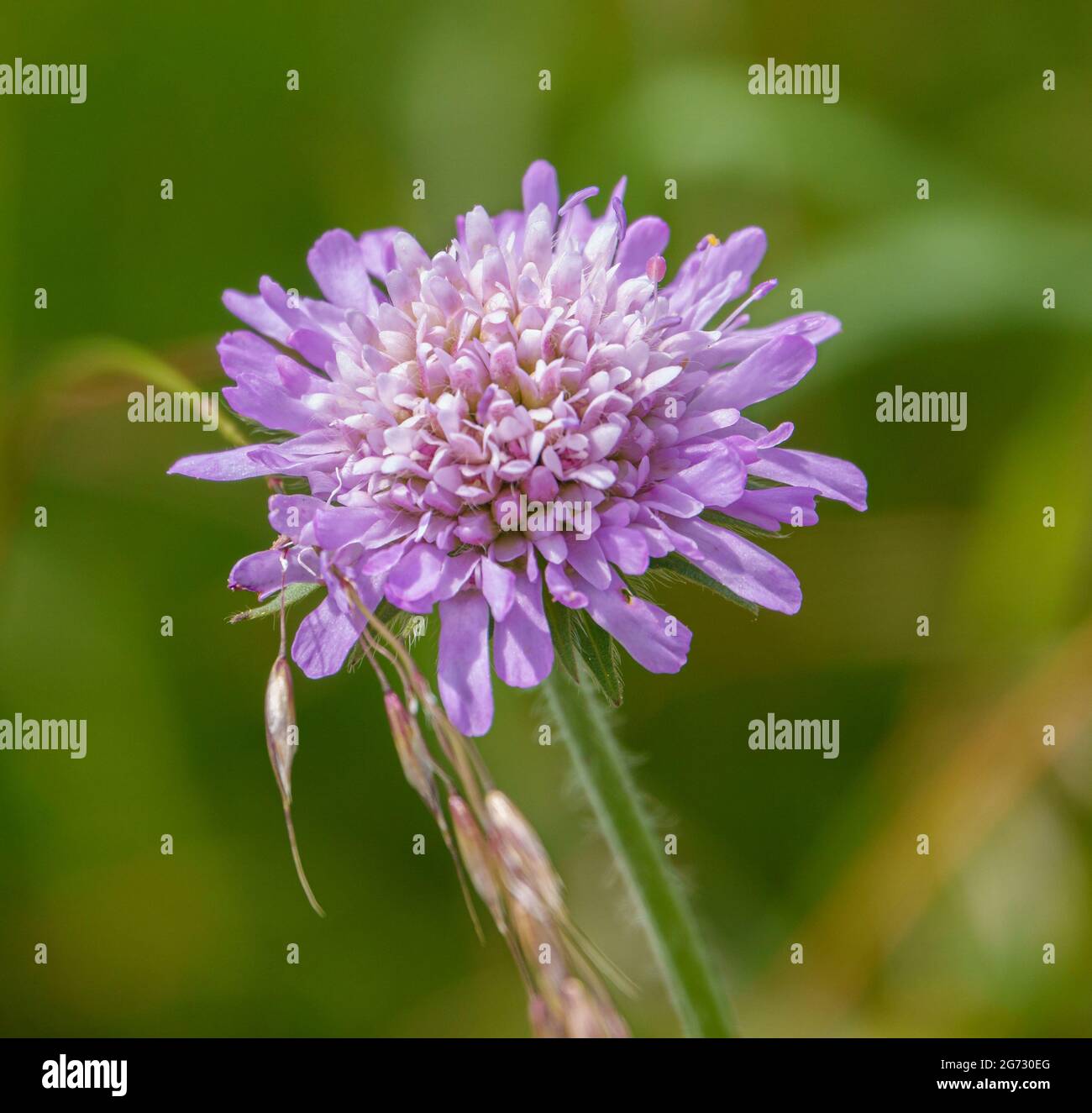 a beautiful pink violet field scabious (Knautia arvensis) growing wild ...