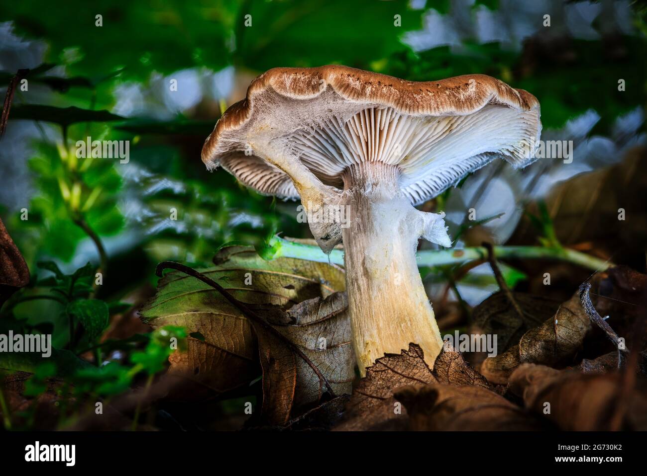 Lactarius luteolus hi-res stock photography and images - Alamy
