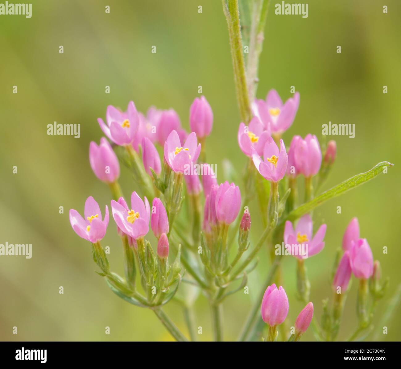 beautiful pink flowers of the Common centaury (Centaurium erythraea ...