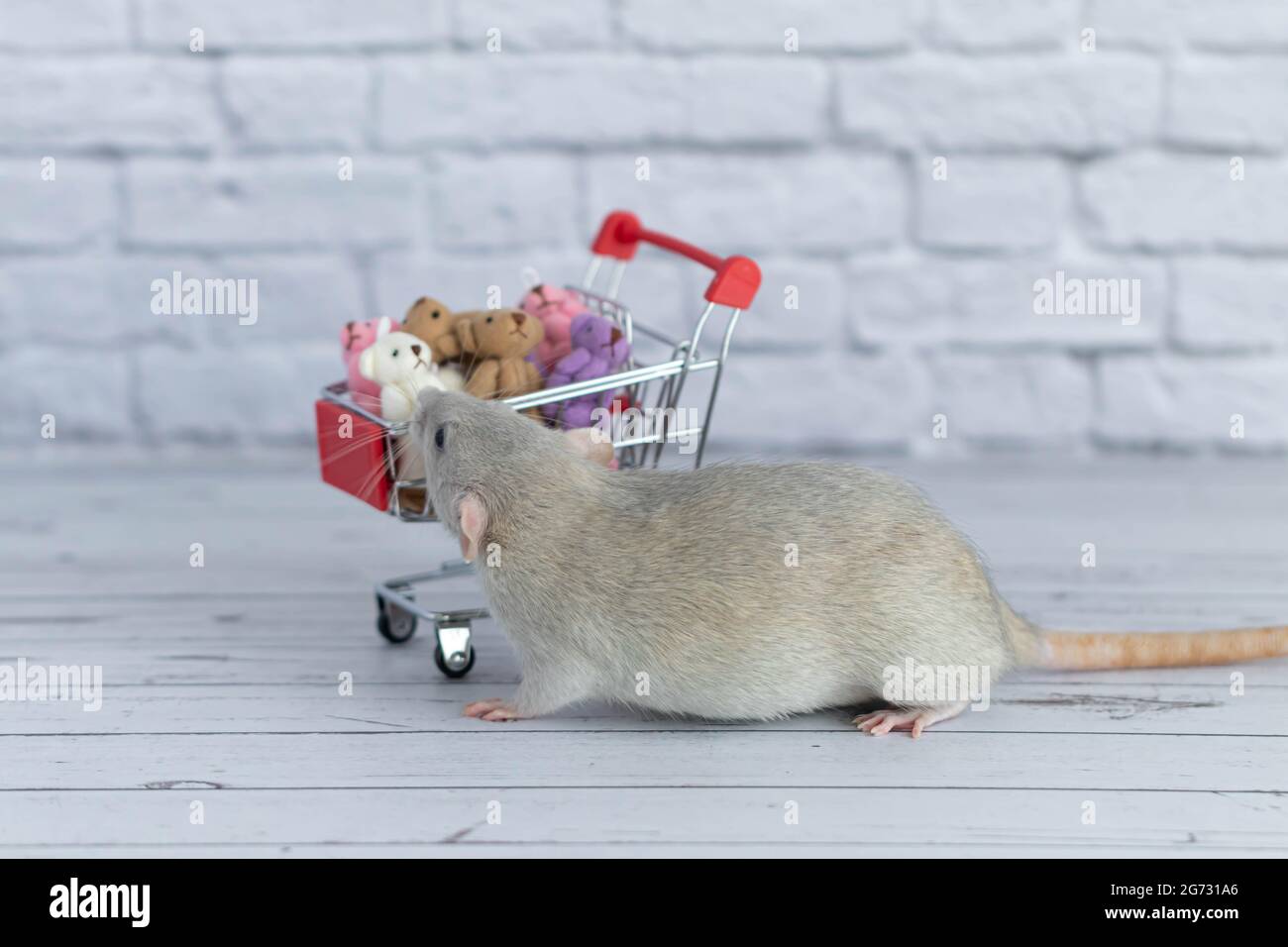Kids in grocery trolley hi-res stock photography and images - Alamy