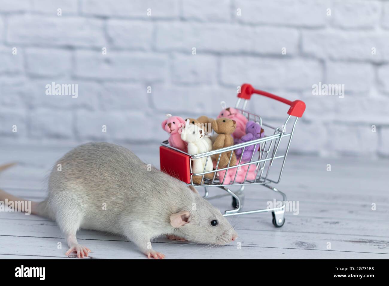 A small cute grey rat next to the grocery cart is packed with ...