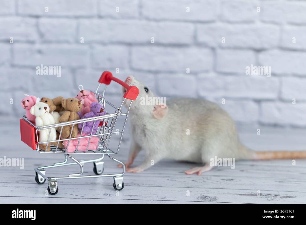 A small cute grey rat next to the grocery cart is packed with ...