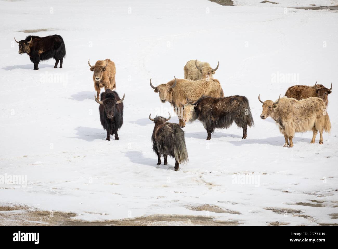 Group of Yaks on snowy valley Stock Photo - Alamy