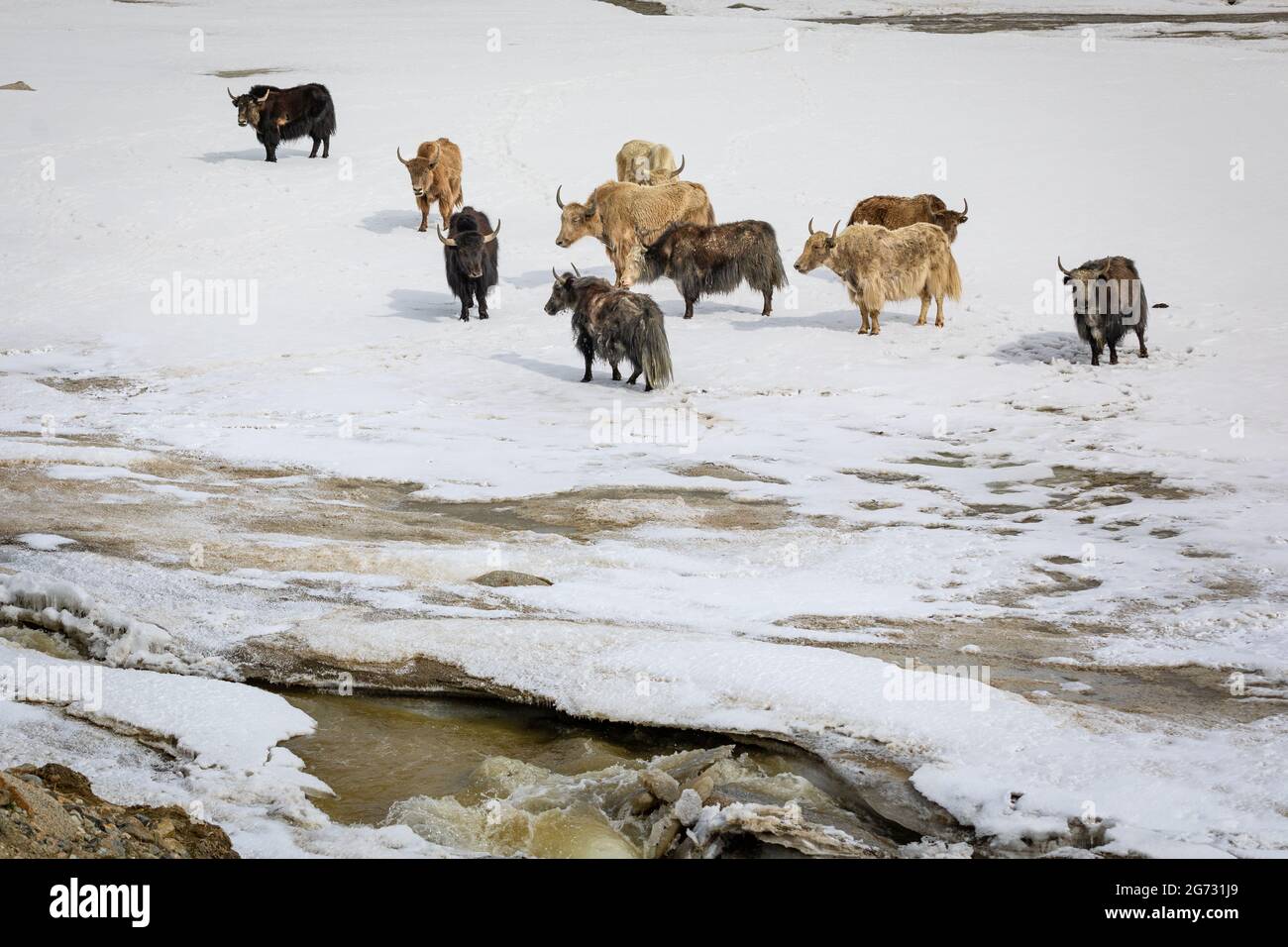 Group of Yaks on snowy valley Stock Photo - Alamy