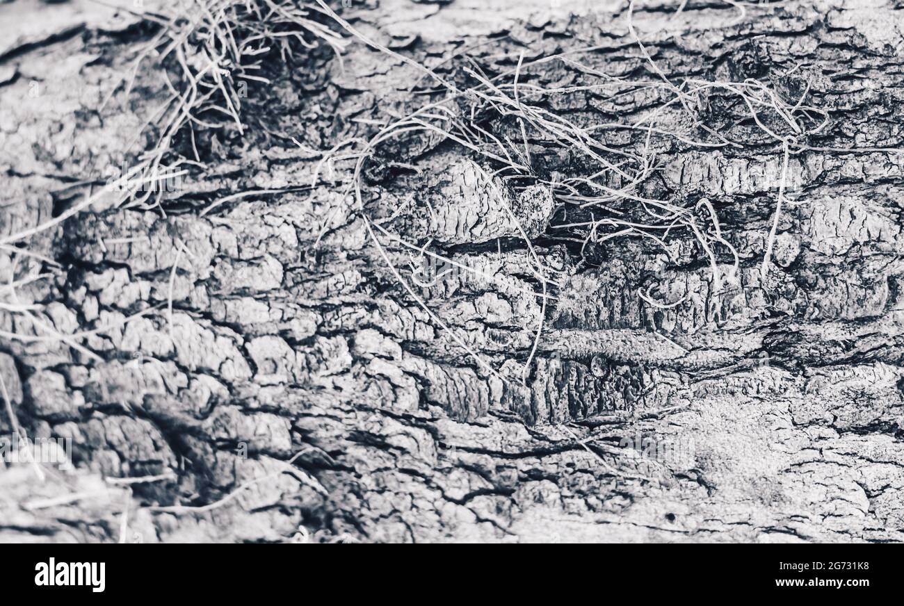 BANNER Close-up shot Hard wood outer layer of pine bark tissue surface ...