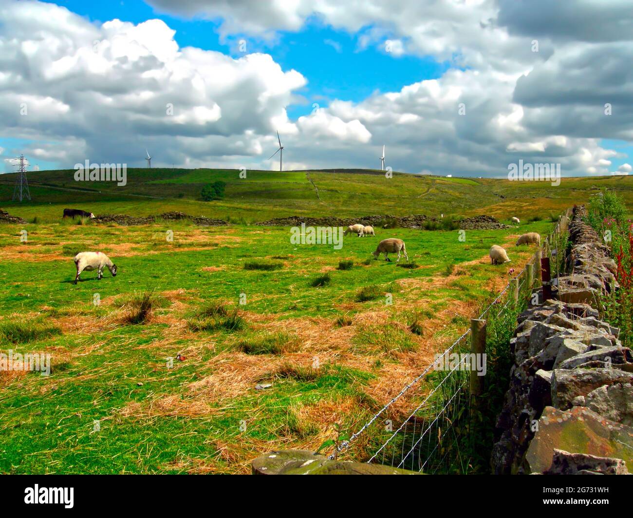 Sheep in Pick up Bank Darwen England UK Stock Photo - Alamy