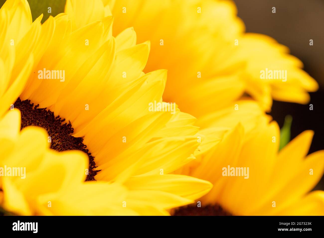 Closeup on the head of sunflower blooming, textures of stamens Stock ...