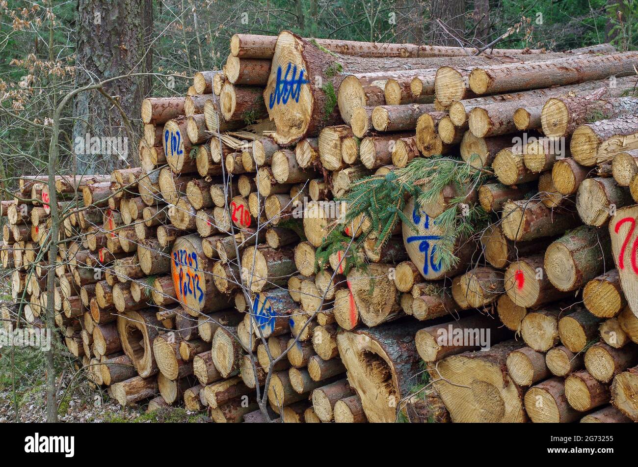 Wooden pile in the forest hi-res stock photography and images - Alamy