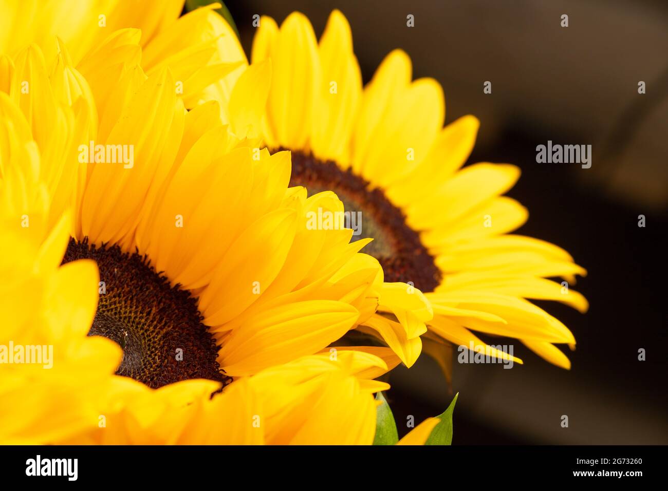 Closeup on the head of sunflower blooming, textures of stamens Stock ...