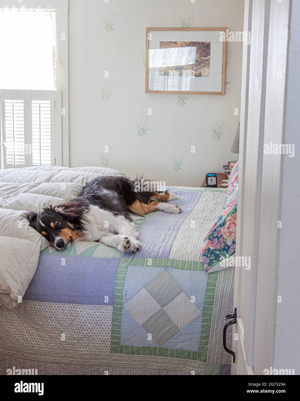 An Australian Shepherd sleeping on a bed in a bedroom Stock Photo - Alamy