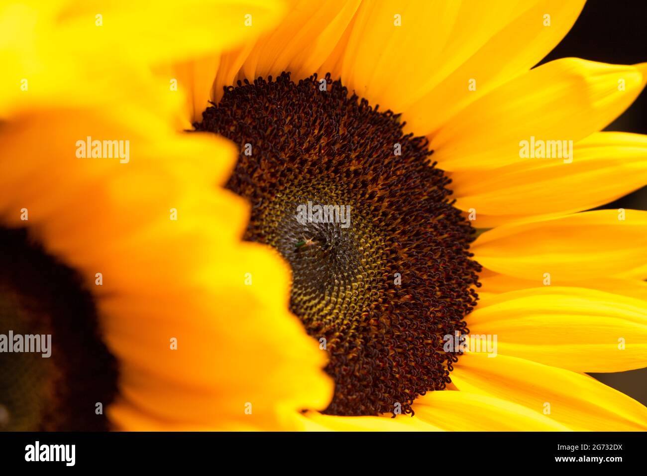 Closeup on the head of sunflower blooming, textures of stamens Stock ...
