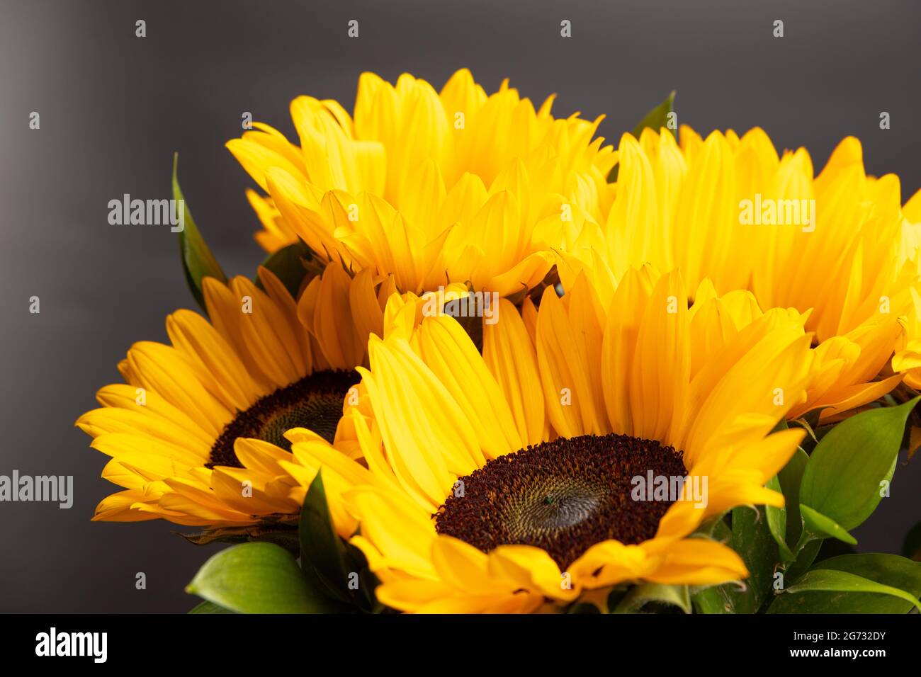Closeup on the head of sunflower blooming, textures of stamens Stock ...