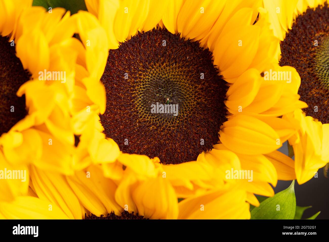 Closeup on the head of sunflower blooming, textures of stamens Stock ...