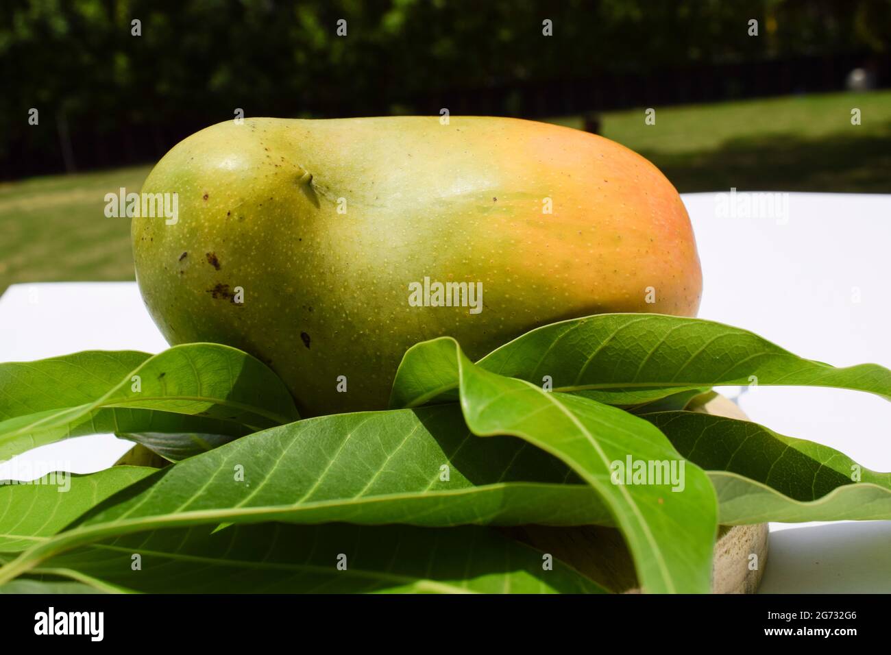 Delicious Kesar Mango variety from parts of Gujarat and maharastra. Gir ...