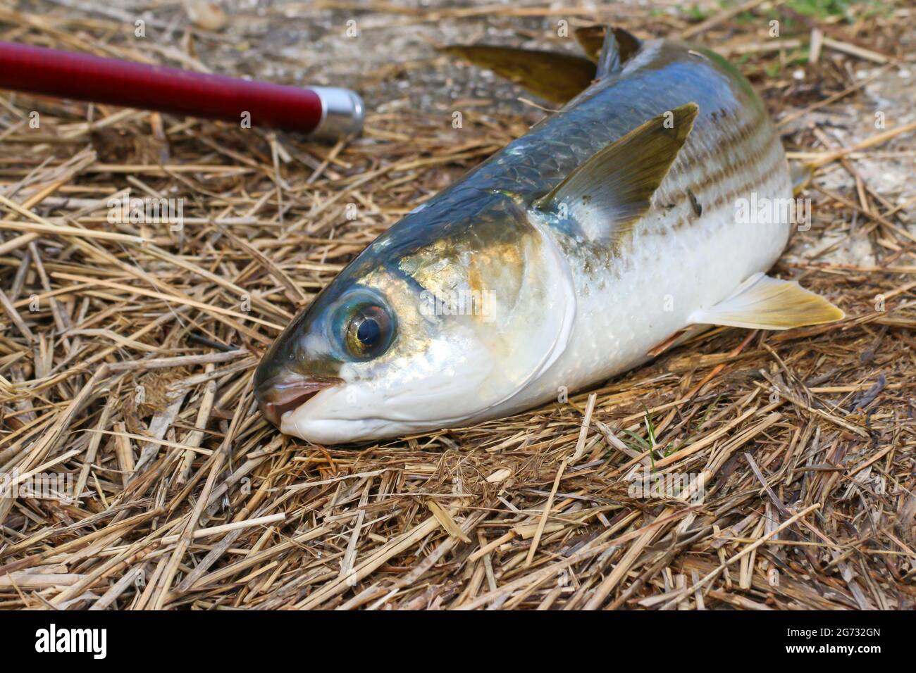 Dead mullet caught with a fishing line Stock Photo - Alamy
