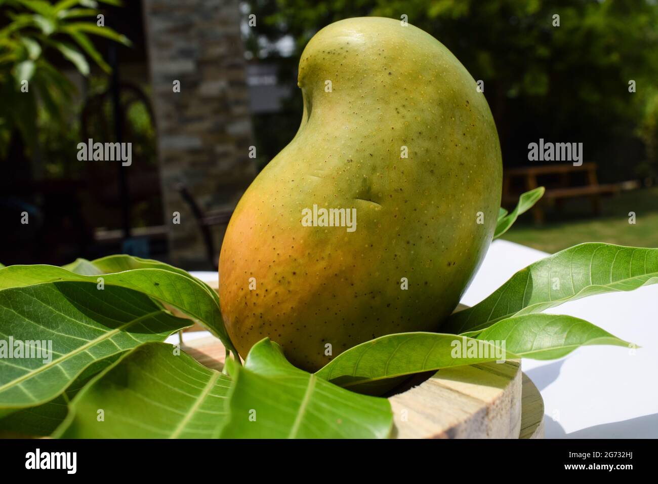 Delicious Kesar Mango variety from parts of Gujarat and maharastra. Gir ...