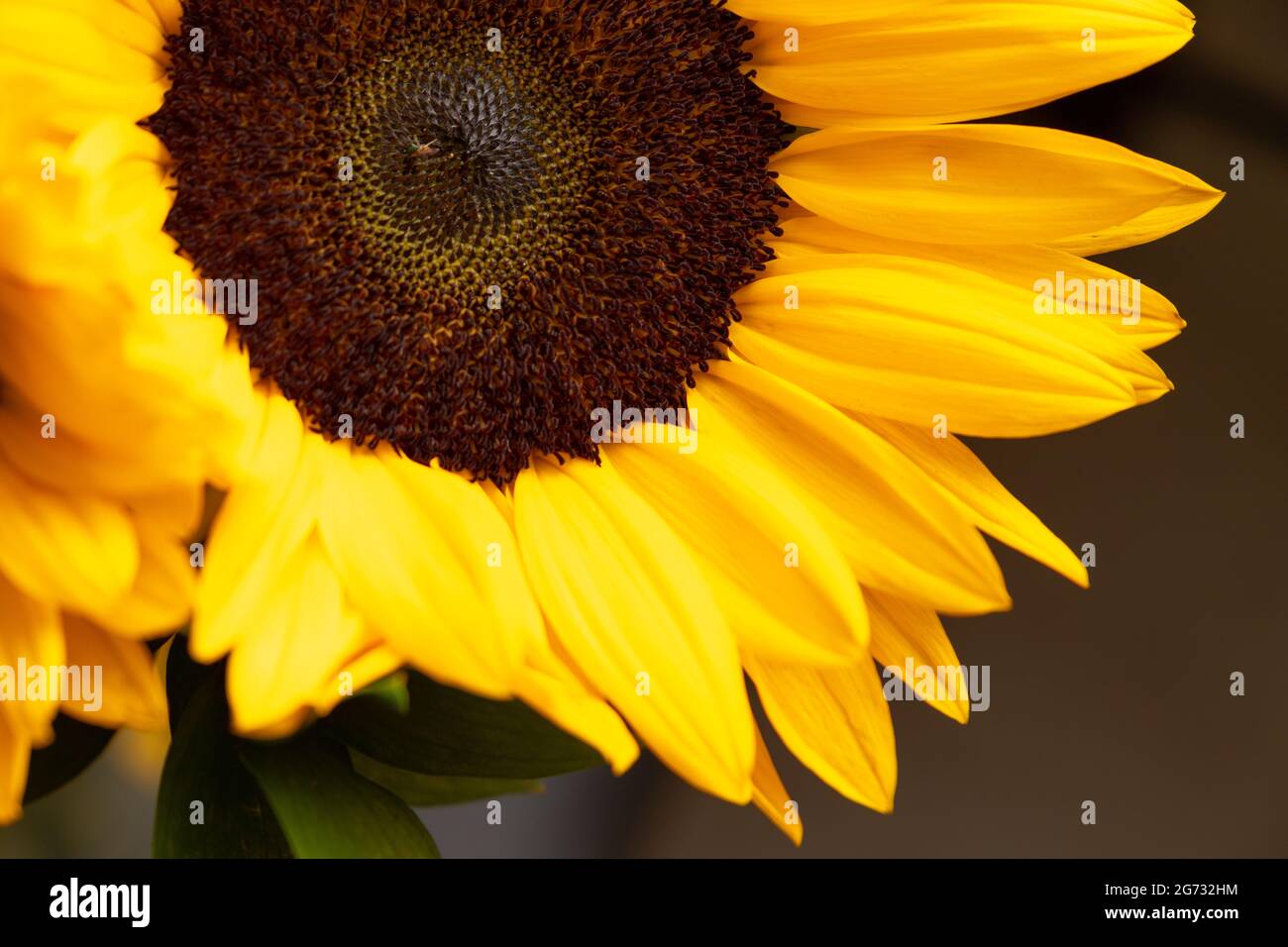 Closeup on the head of sunflower blooming, textures of stamens Stock ...