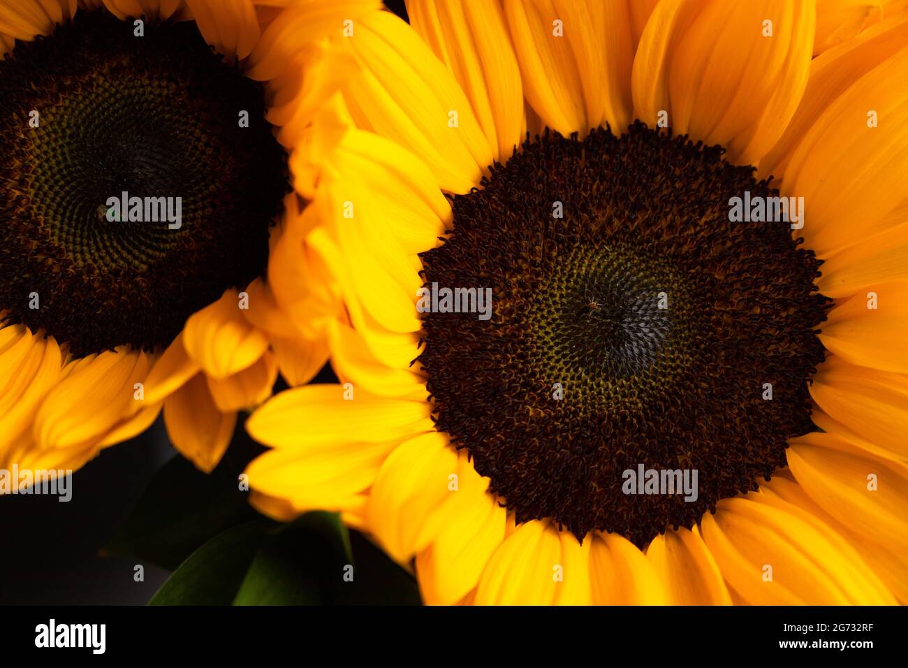 Closeup on the head of sunflower blooming, textures of stamens Stock ...