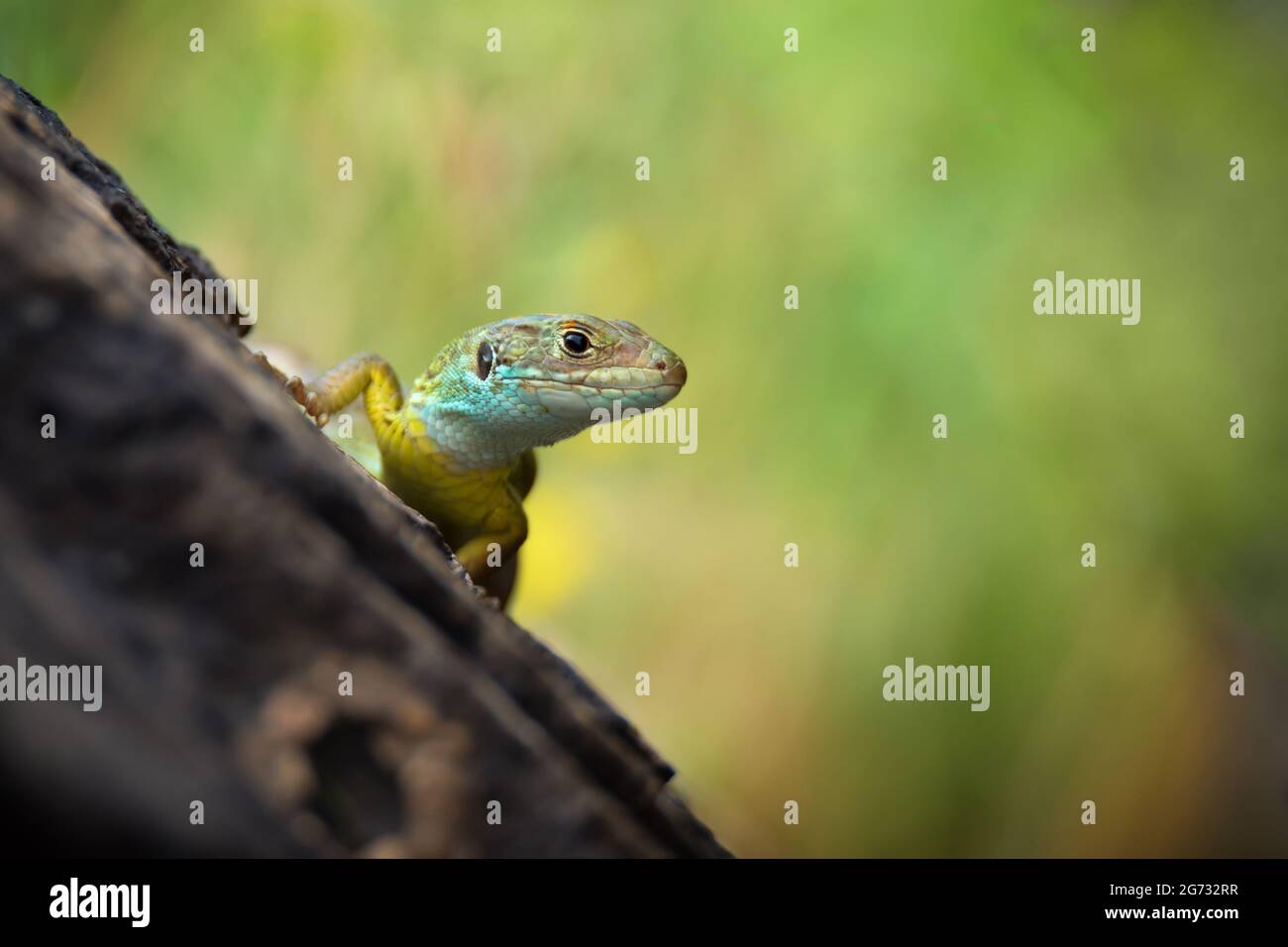 European green lizard with blue and yellow body color on bright grass ...