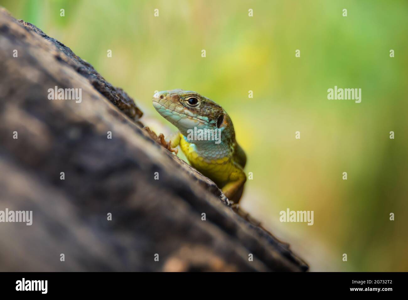 European green lizard with blue and yellow body color on bright grass ...
