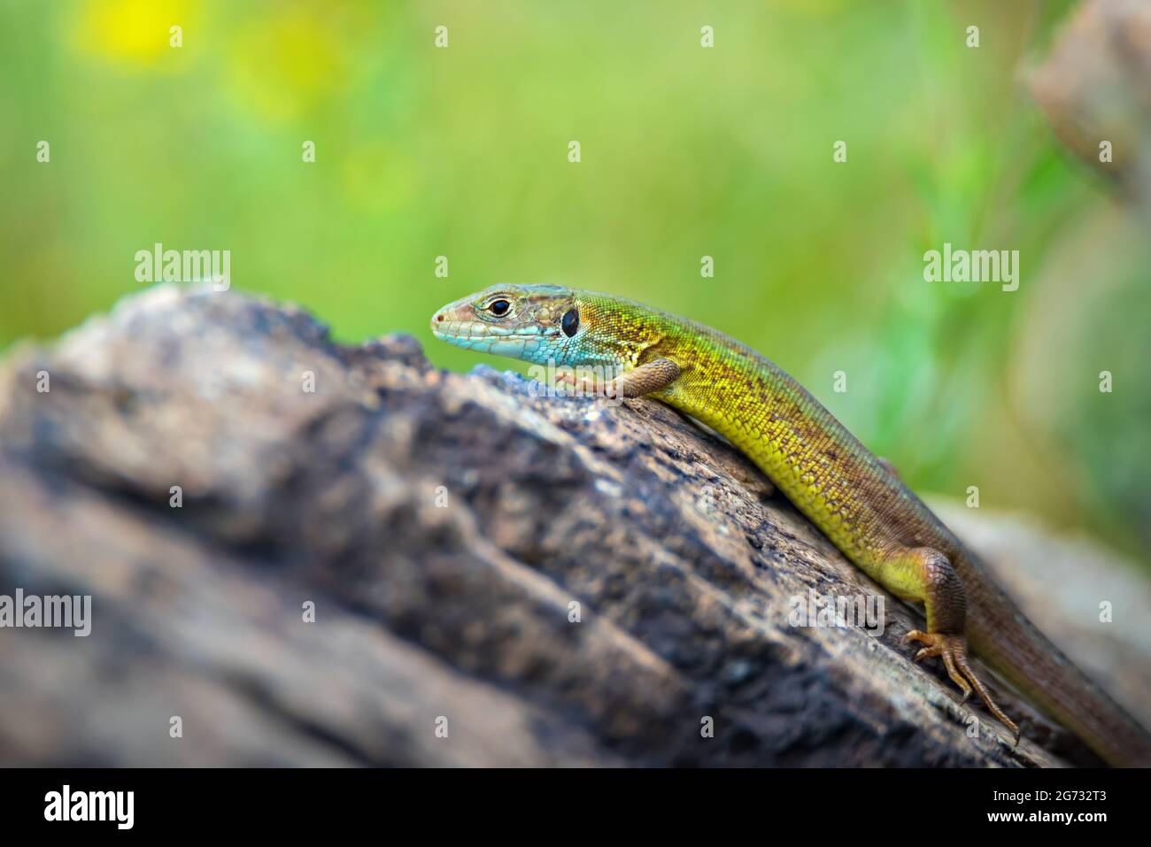 European green lizard with blue and yellow body color on bright grass ...