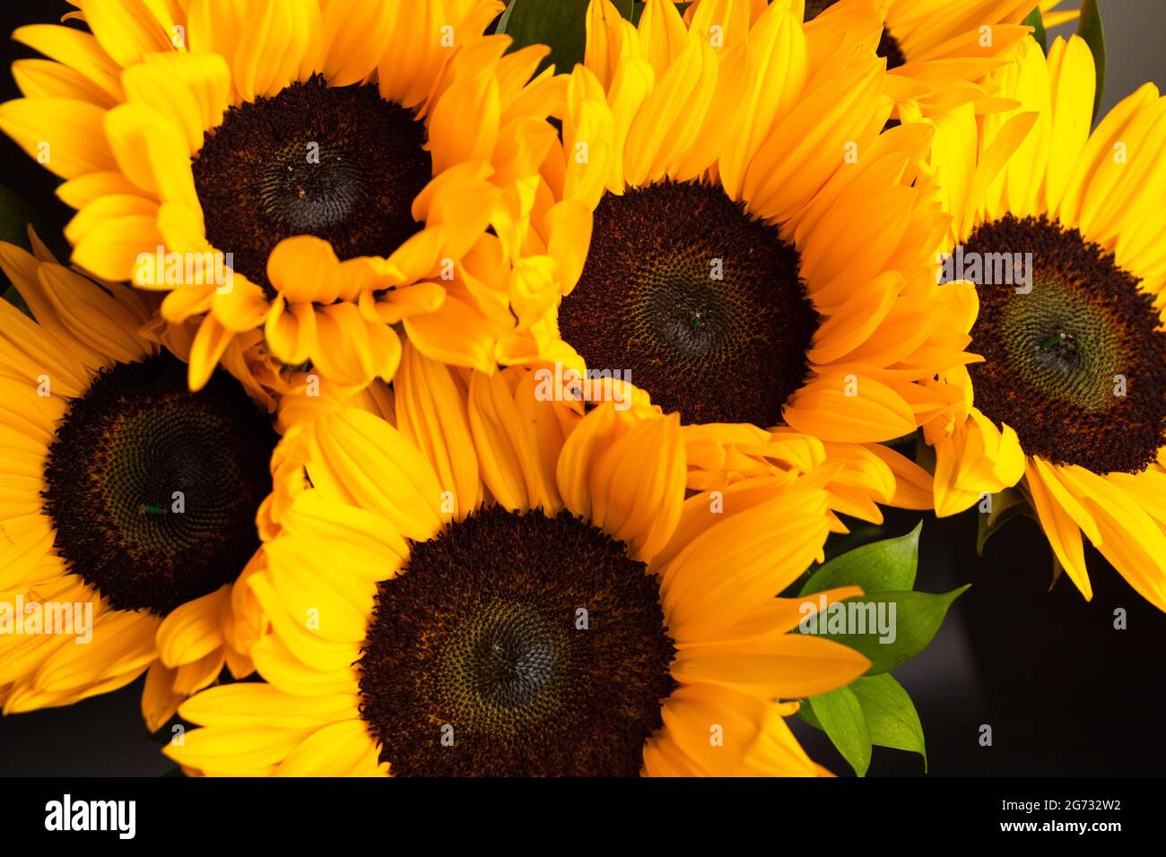 Closeup on the head of sunflower blooming, textures of stamens Stock ...
