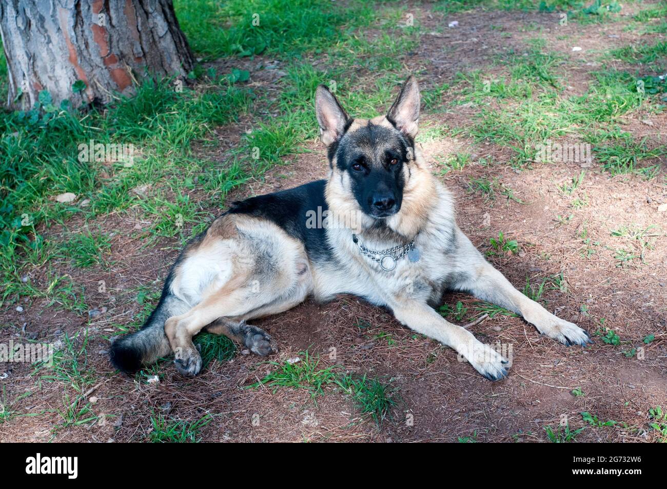 German shepherd dog at the park in Rome Stock Photo - Alamy