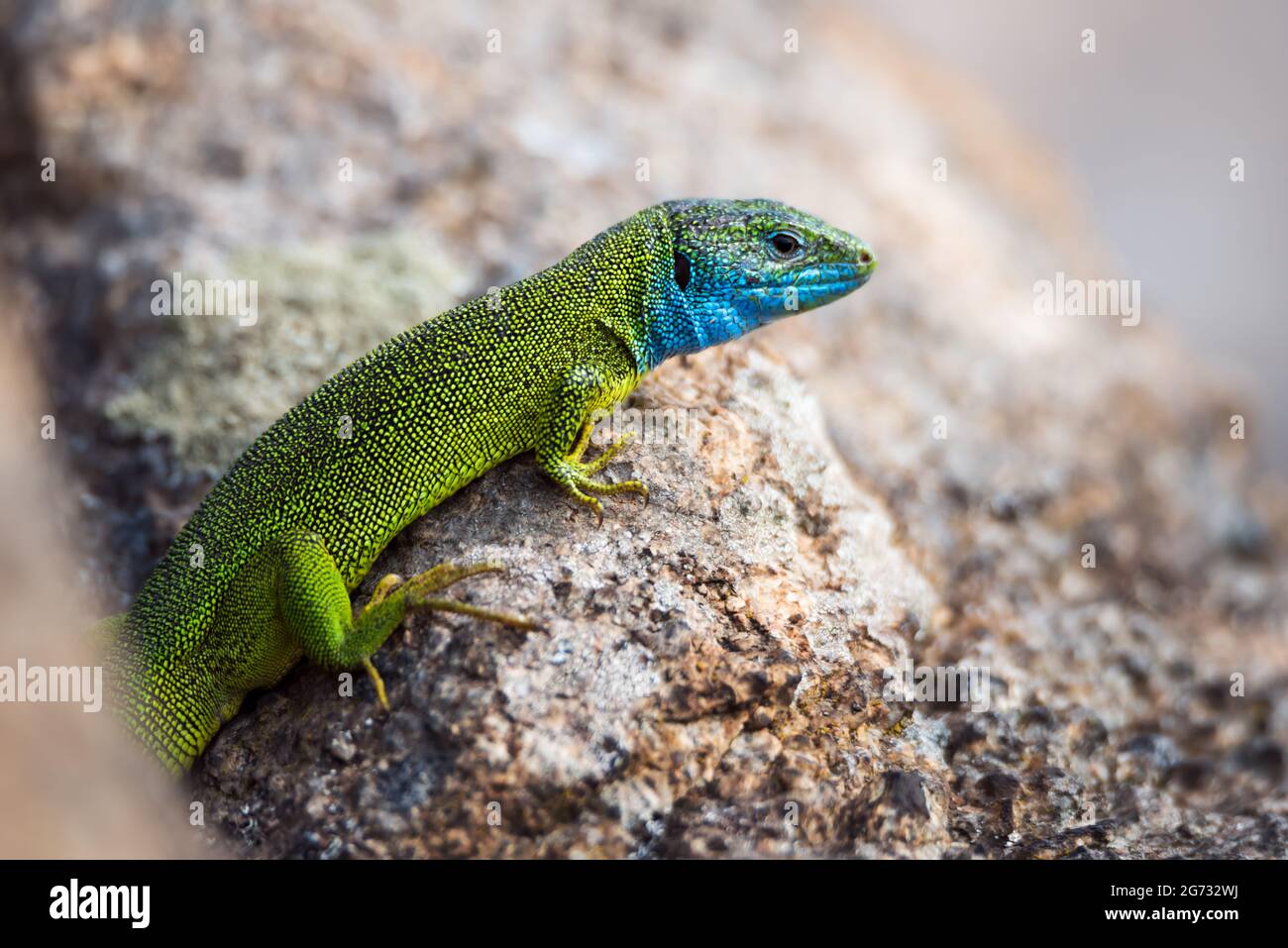 European green lizard with blue and yellow body color on gray stone ...