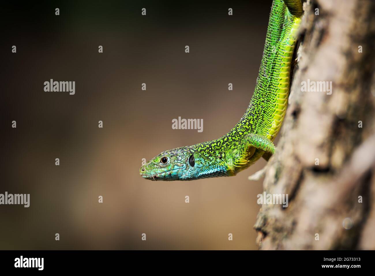 Yellow Spotted Lizard Camp Green Lakes