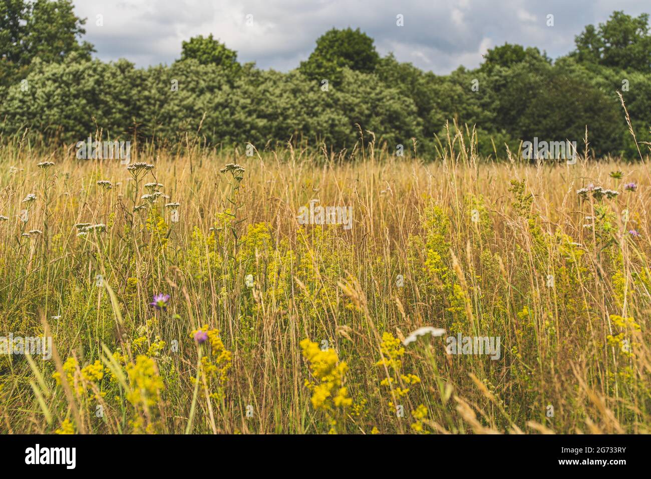 The nature scenery of Lithuania. Stunning green and forest landscape ...