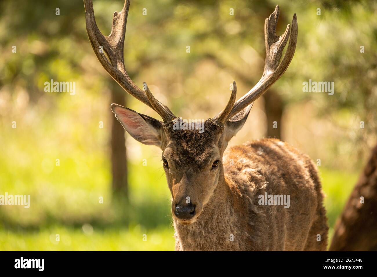 Noble deer, male in the forest, portrait. A rare species is listed in ...