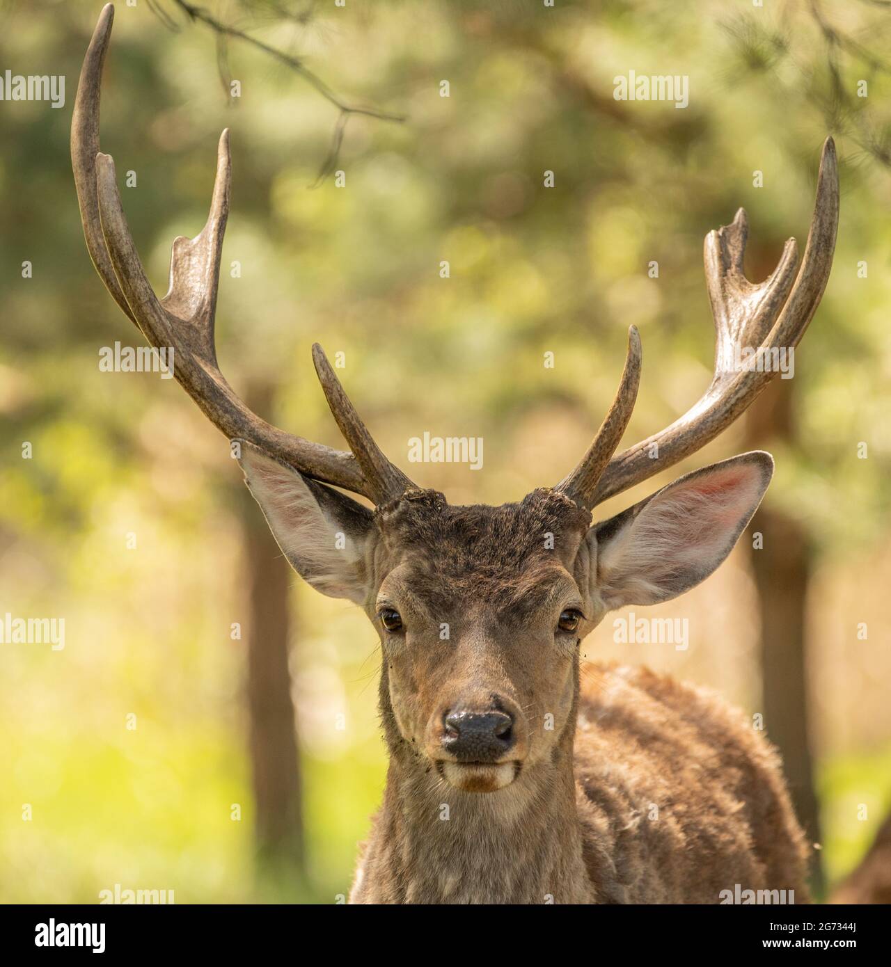 Noble deer, male in the forest, portrait. A rare species is listed in ...