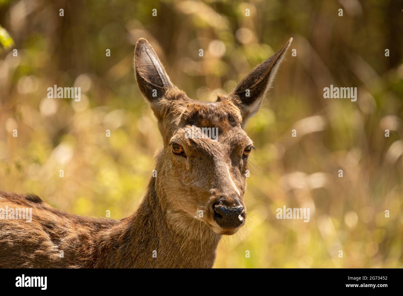 Adult female red deer hi-res stock photography and images - Alamy