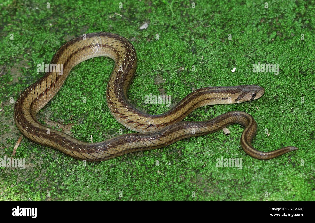 Common kukri snake hi-res stock photography and images - Alamy
