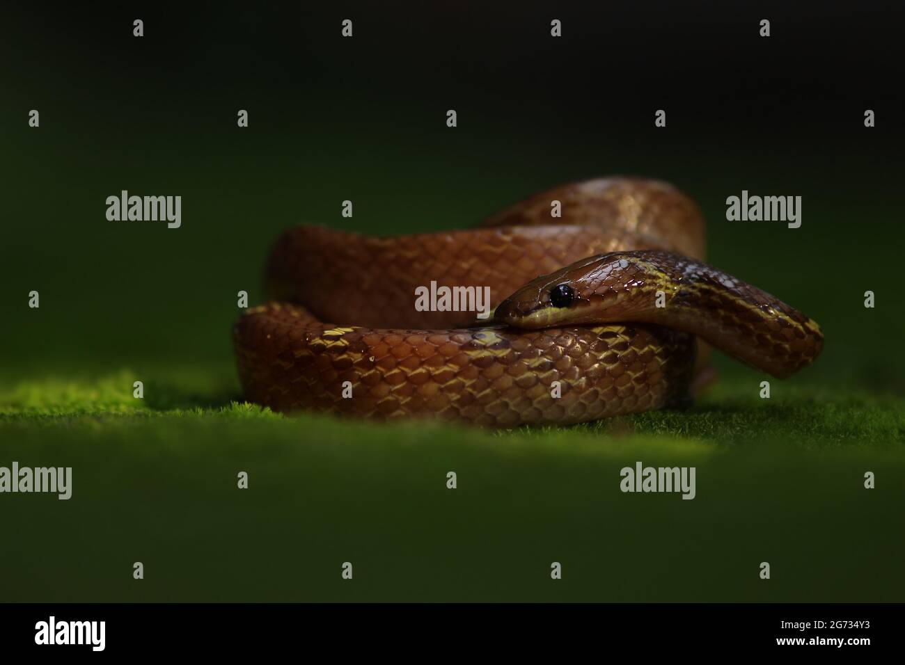 A Common wolf snake (Lycodon aulicus) coiled up in afternoon light ...