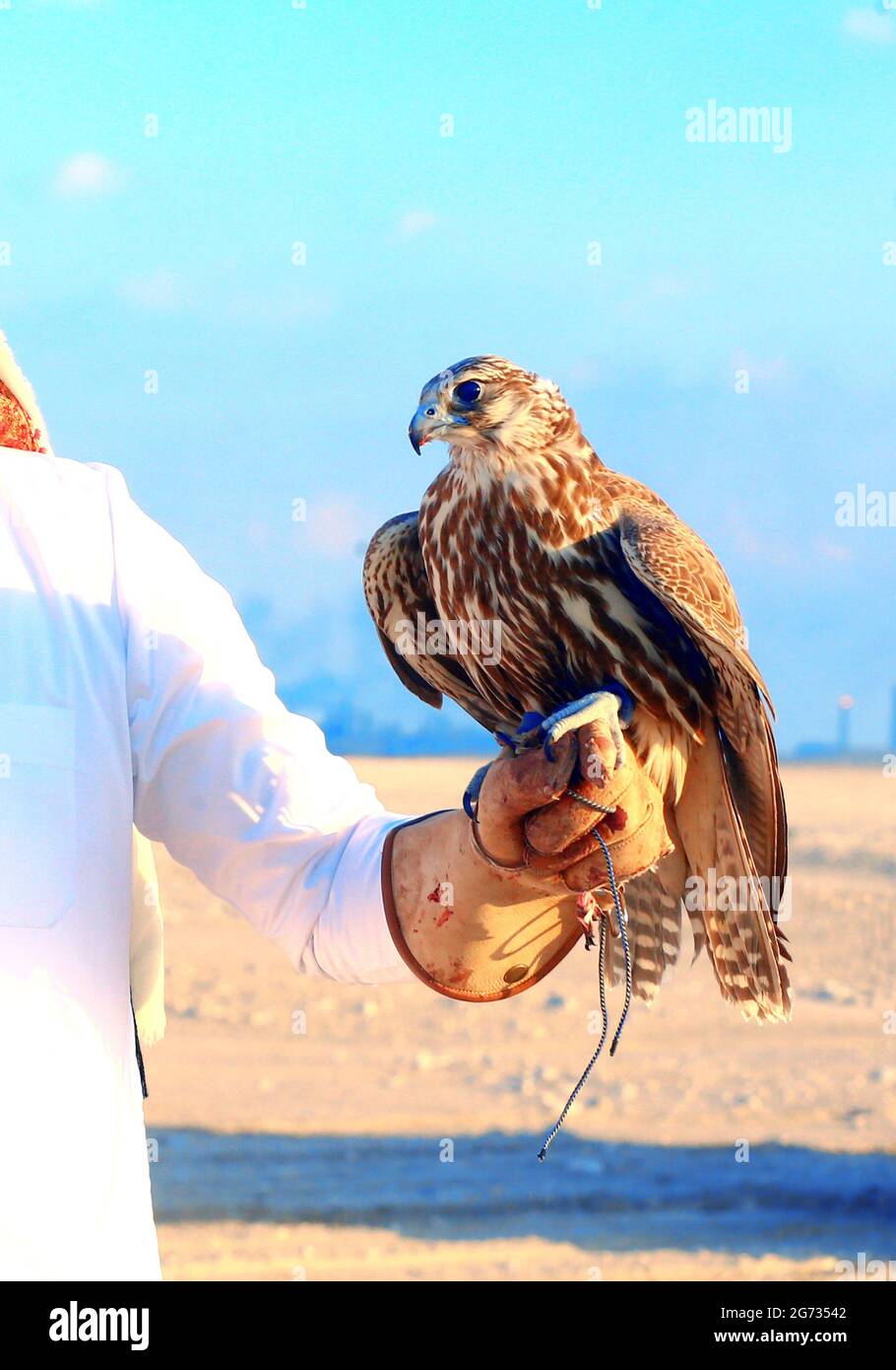 Arabian Falcon - QATAR Stock Photo - Alamy