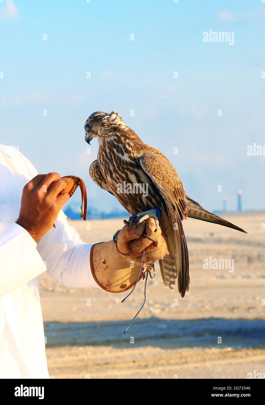 Arabian Falcon - QATAR Stock Photo - Alamy