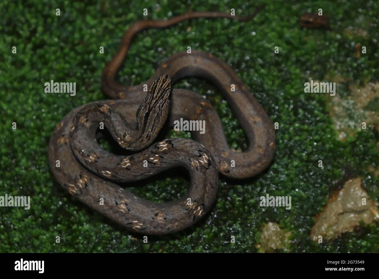 Mock viper (Psammodynastes pulverulentus) coiled up on forest floor ...