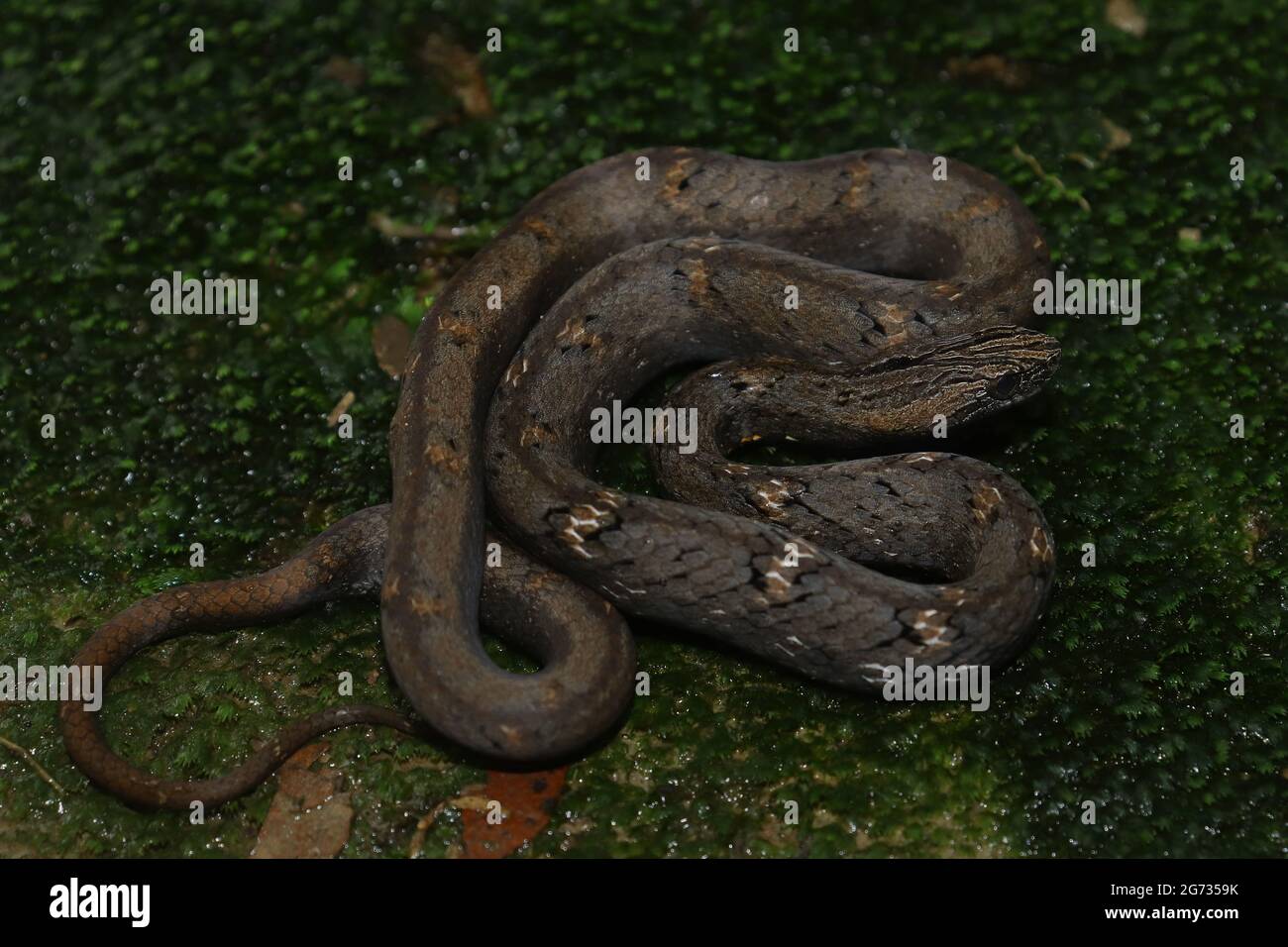 Mock viper (Psammodynastes pulverulentus), mildly venomous harmless ...