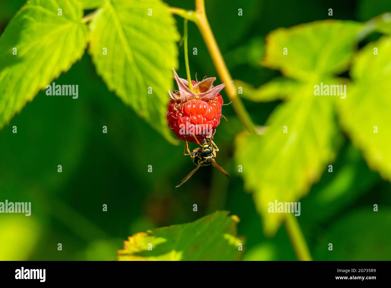 The wasp bites through a ripe raspberry berry and drinks the juice ...