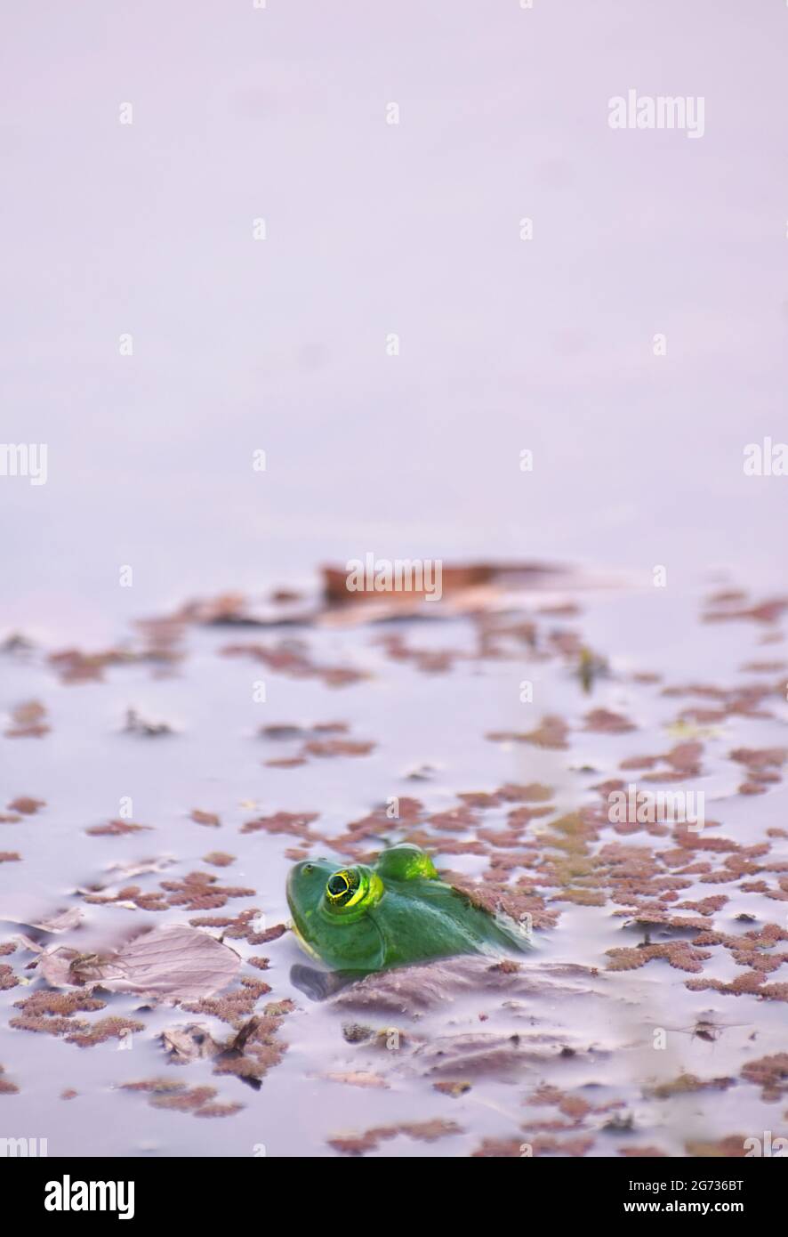 Fossil proto frog hi-res stock photography and images - Alamy