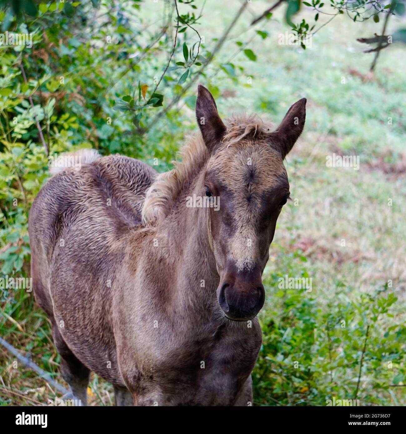 Brown horse on a farm during daytime Stock Photo - Alamy