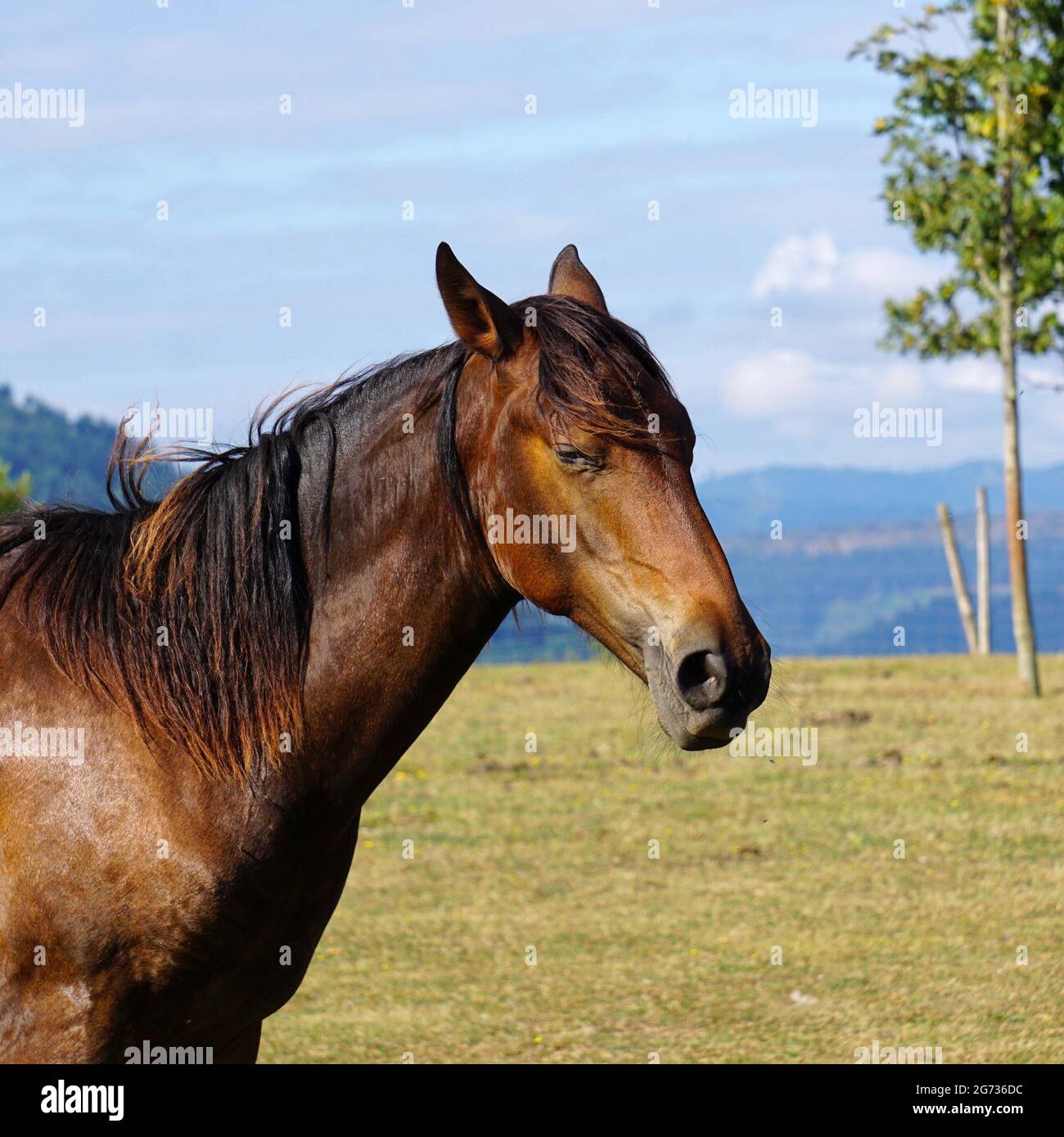 Brown horse on a farm during daytime Stock Photo - Alamy