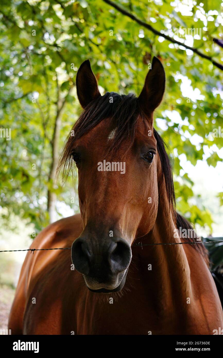 Brown horse on a farm during daytime Stock Photo - Alamy