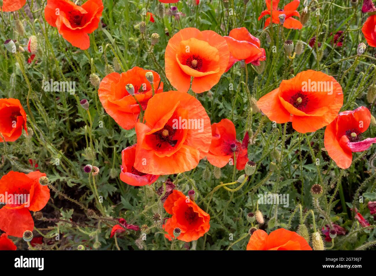 A field with poppy flowers, harvesting. Summer and spring, landscape ...
