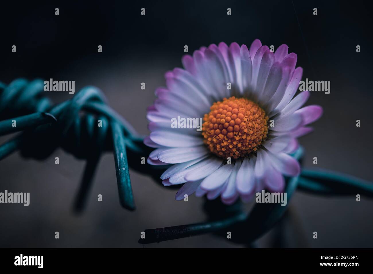 Beautiful daisy flower on barbed wire Stock Photo - Alamy