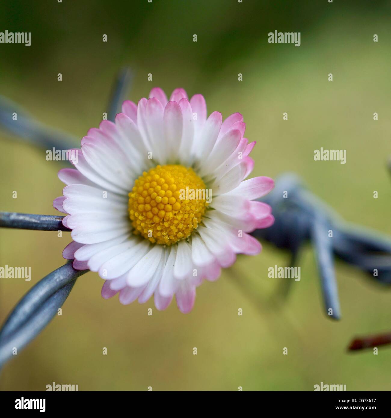 Beautiful daisy flower on barbed wire Stock Photo - Alamy
