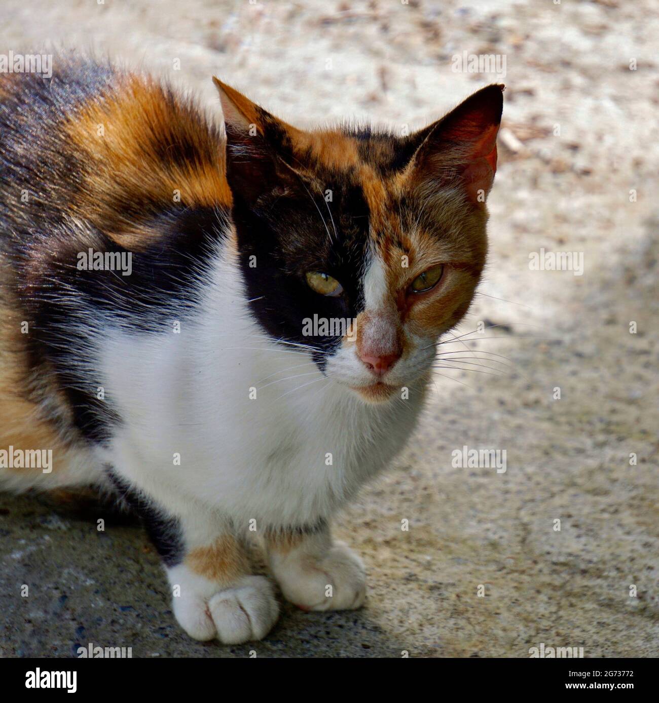 Calico cat with green eyes in a street Stock Photo - Alamy